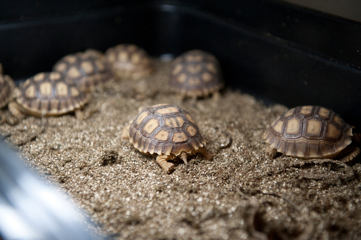 6 Amazing Ways to Care for Your Sulcata Hatchlings for a Healthy and H ...