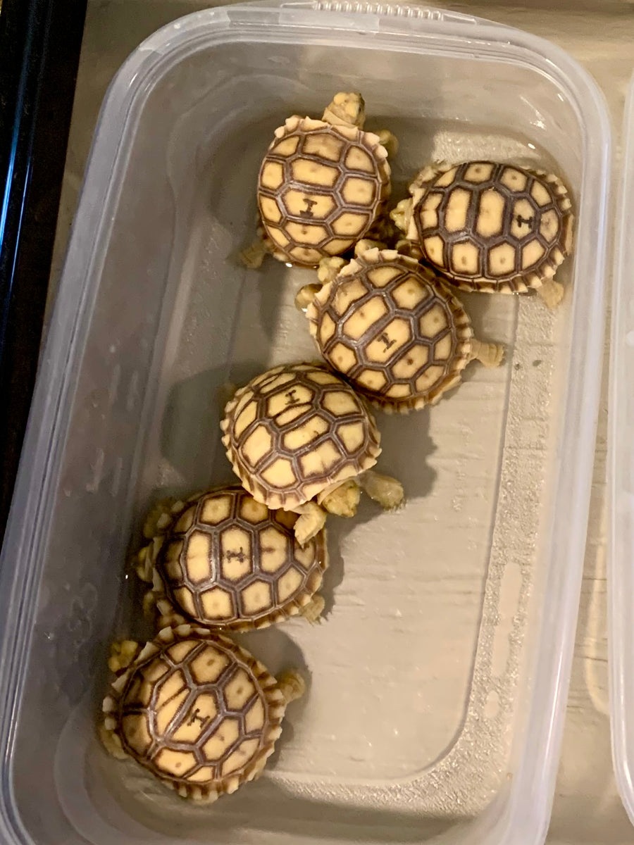 Daily care of Sulcata hatchlings and well starts – Sulcatas.com