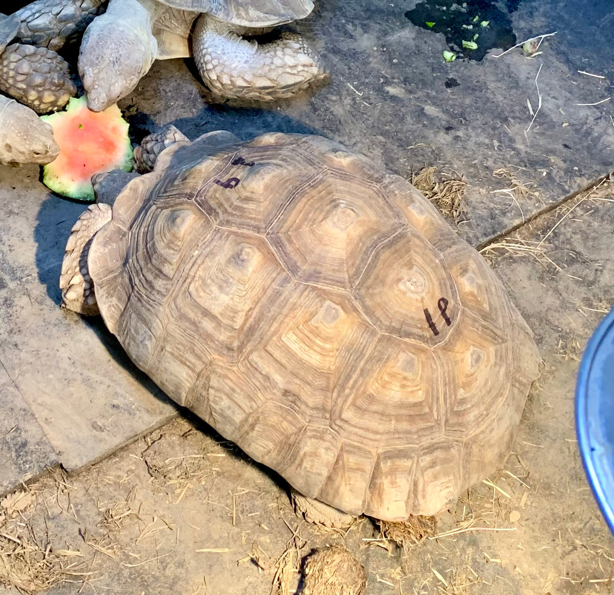 Marking sulcata tortoises for identification – Sulcatas.com