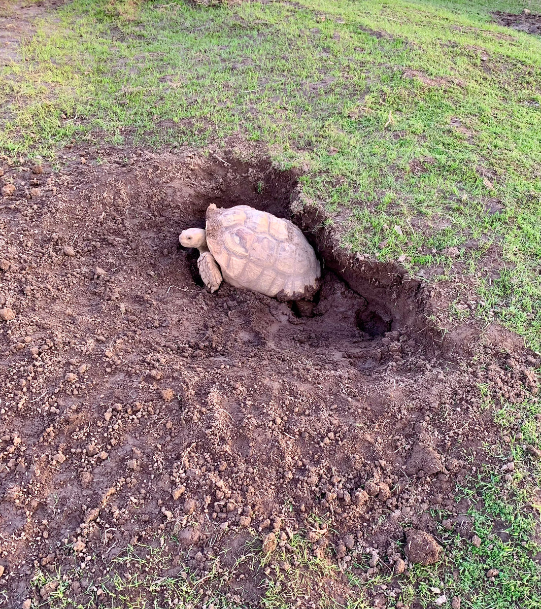 Egg laying: what to expect – Sulcatas.com