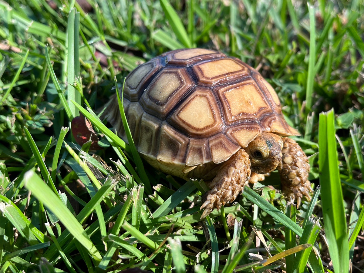15 tips for proper Sulcata care when buying a new pet – Sulcatas.com