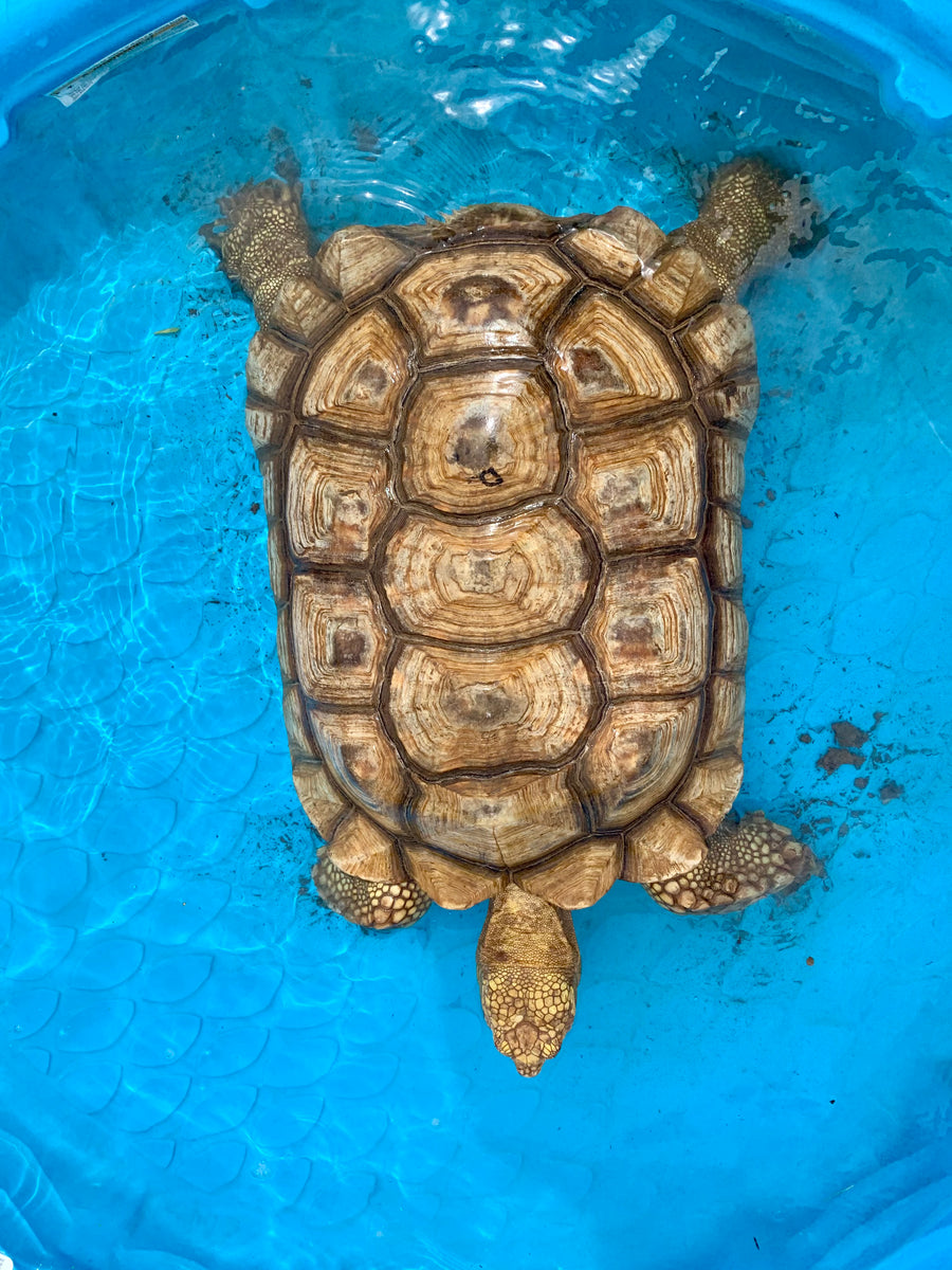 Adult Sulcata tortoise care: pool parties! – Sulcatas.com