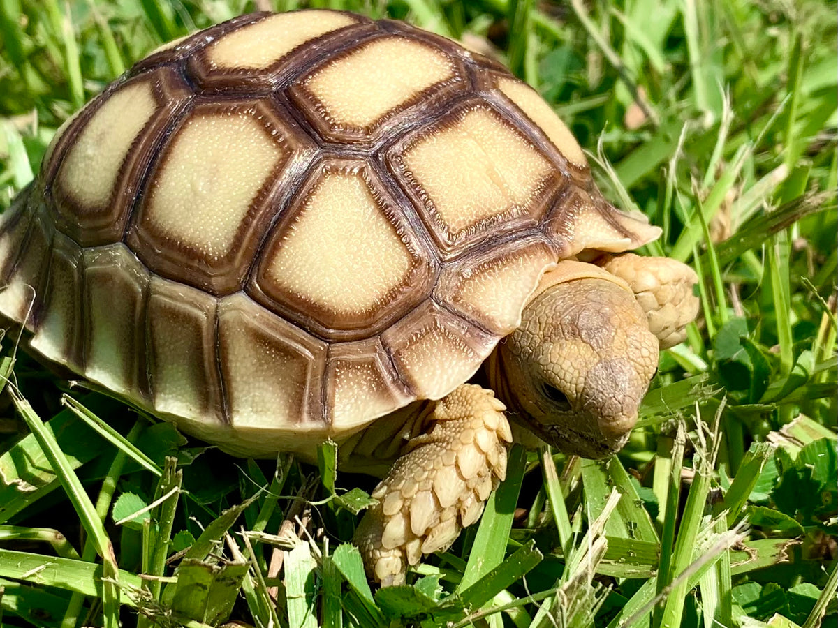 Buying a Sulcata checklist – Sulcatas.com