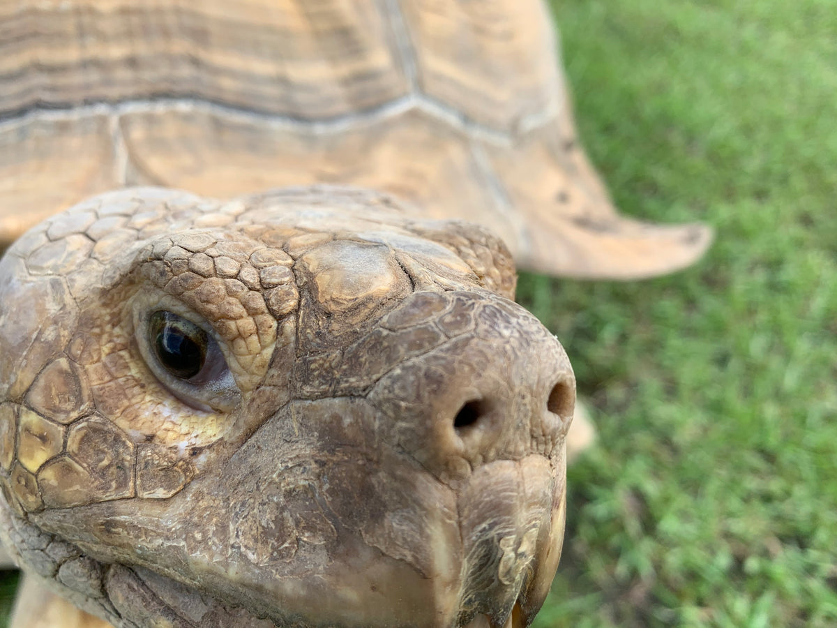 15 tips to help you name your new Sulcata – Sulcatas.com