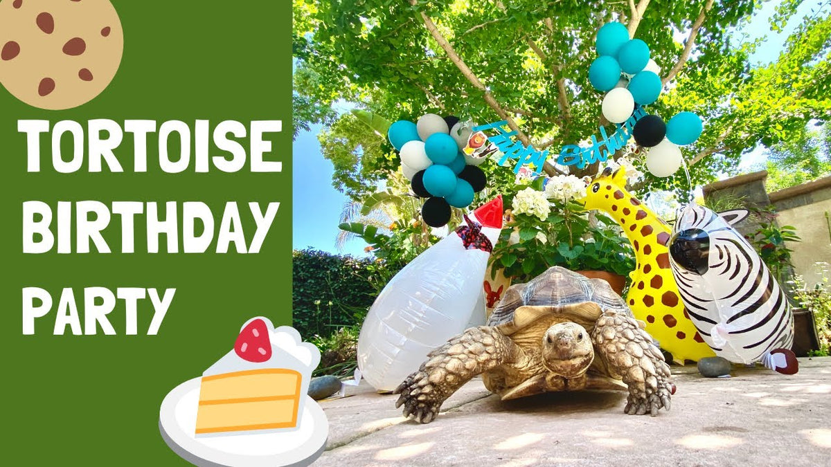 🎉 Celebrating Tortoise Birthdays & Milestones: Make Every Year Shell-T ...