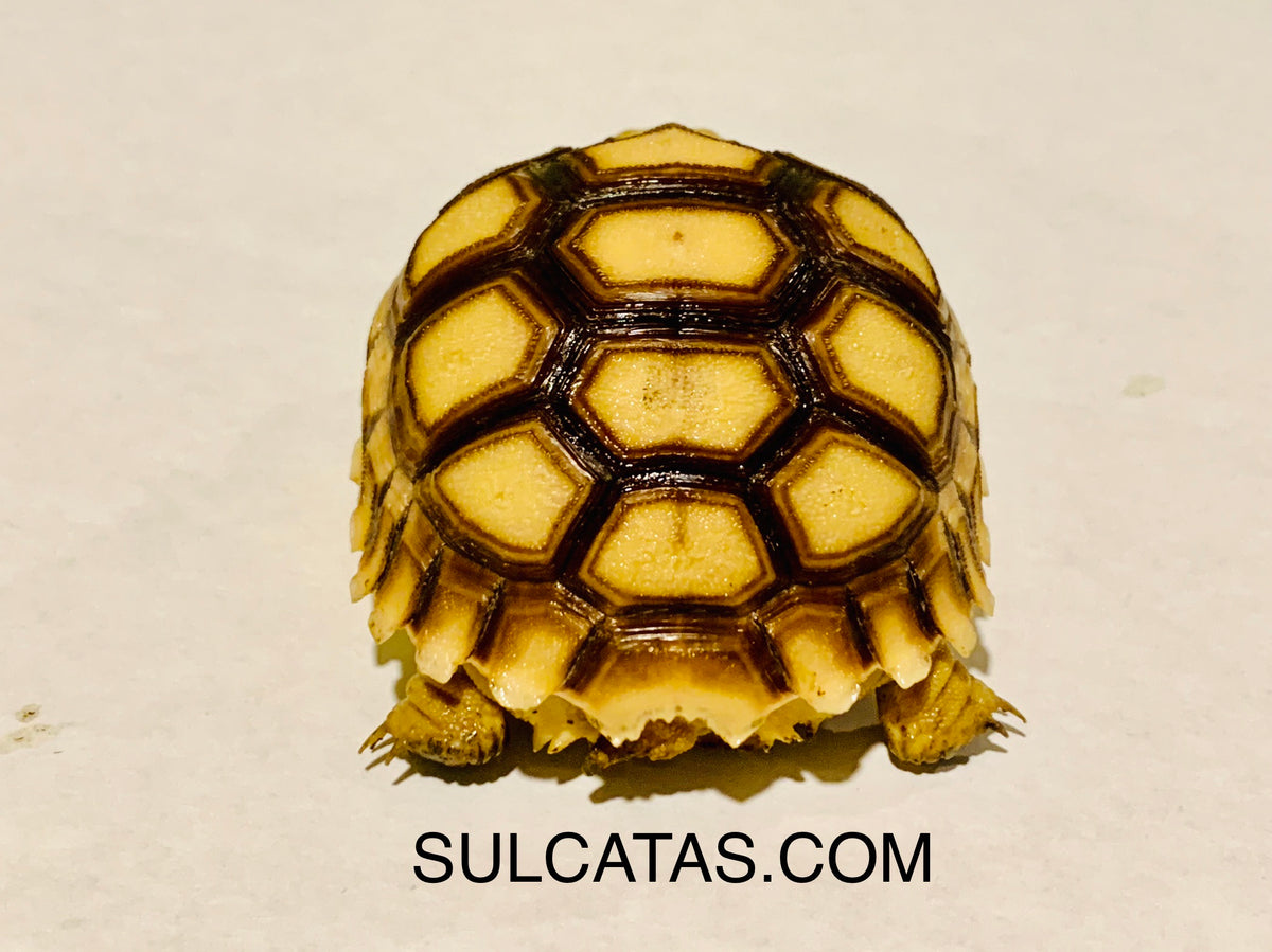 Well Started Sulcatas – Sulcatas.com